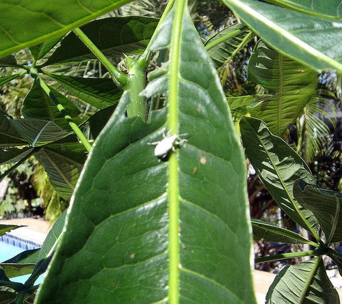 This bug is eating my Money Tree