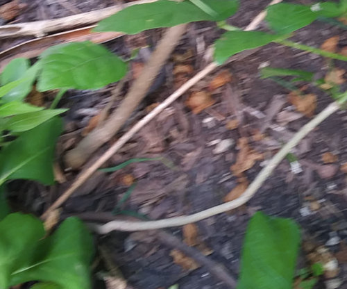 Hydrangea or weed disguising itself as hydrangea?