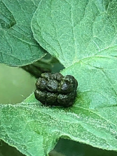 Tomato Worm Poop