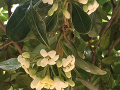 tree that smells like honeysuckle?