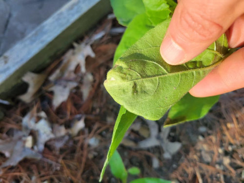 What is wrong with my sunflower leaves?