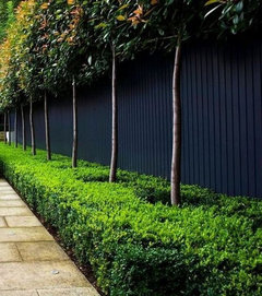Retaining wall plant ideas | Houzz AU