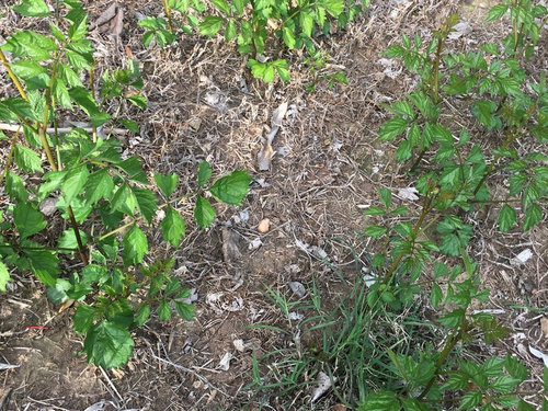 What is this vine and how to control it?