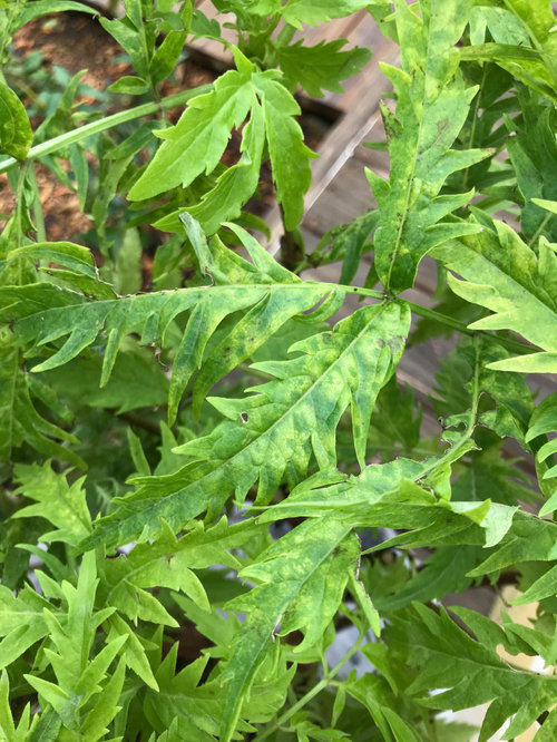 New Lemon Lace Sambucus
