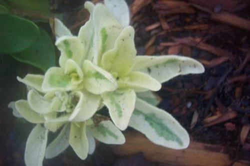 variegated petunia sport