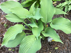 Hosta K 2019 .....