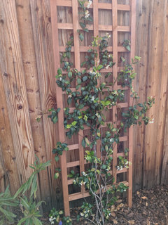 Star Jasmine drooping leaves | Houzz Forum