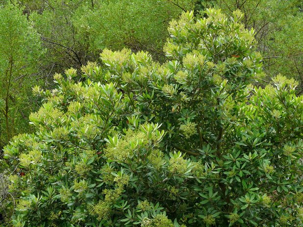 Great Design Plant: Toyon