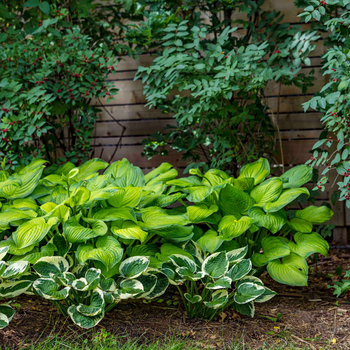 75 Shade Flower Bed Ideas You'll Love - May, 2025 | Houzz