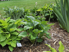 Hosta C 2023 .............................
