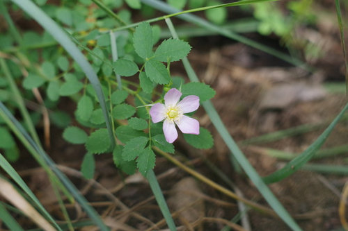 Odd roses and their garden friends.