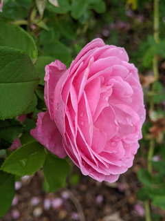 Rose identification help please?