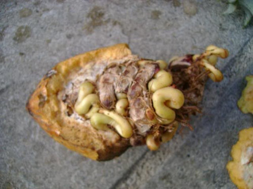 Is This Cacao Pod Forastero, Criollo or Trinitario?