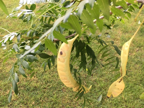 Tree ID-Weird seed pods