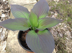 Red leaved hosta