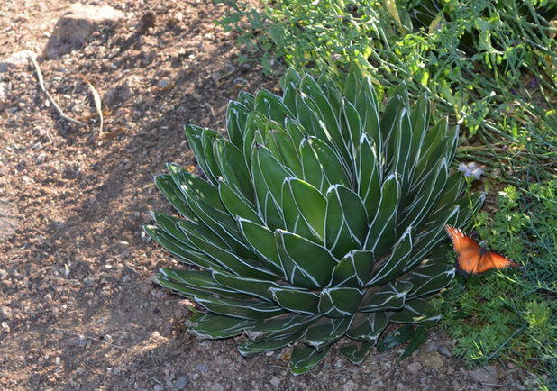 10 Small-Scale Agaves Just Right for Containers