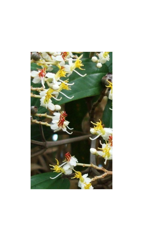 Venezuelan plant close up
