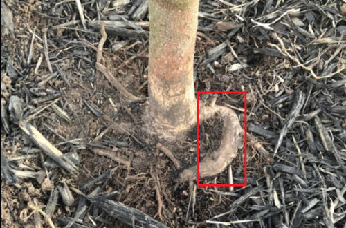 Young Magnolia - possible root problem