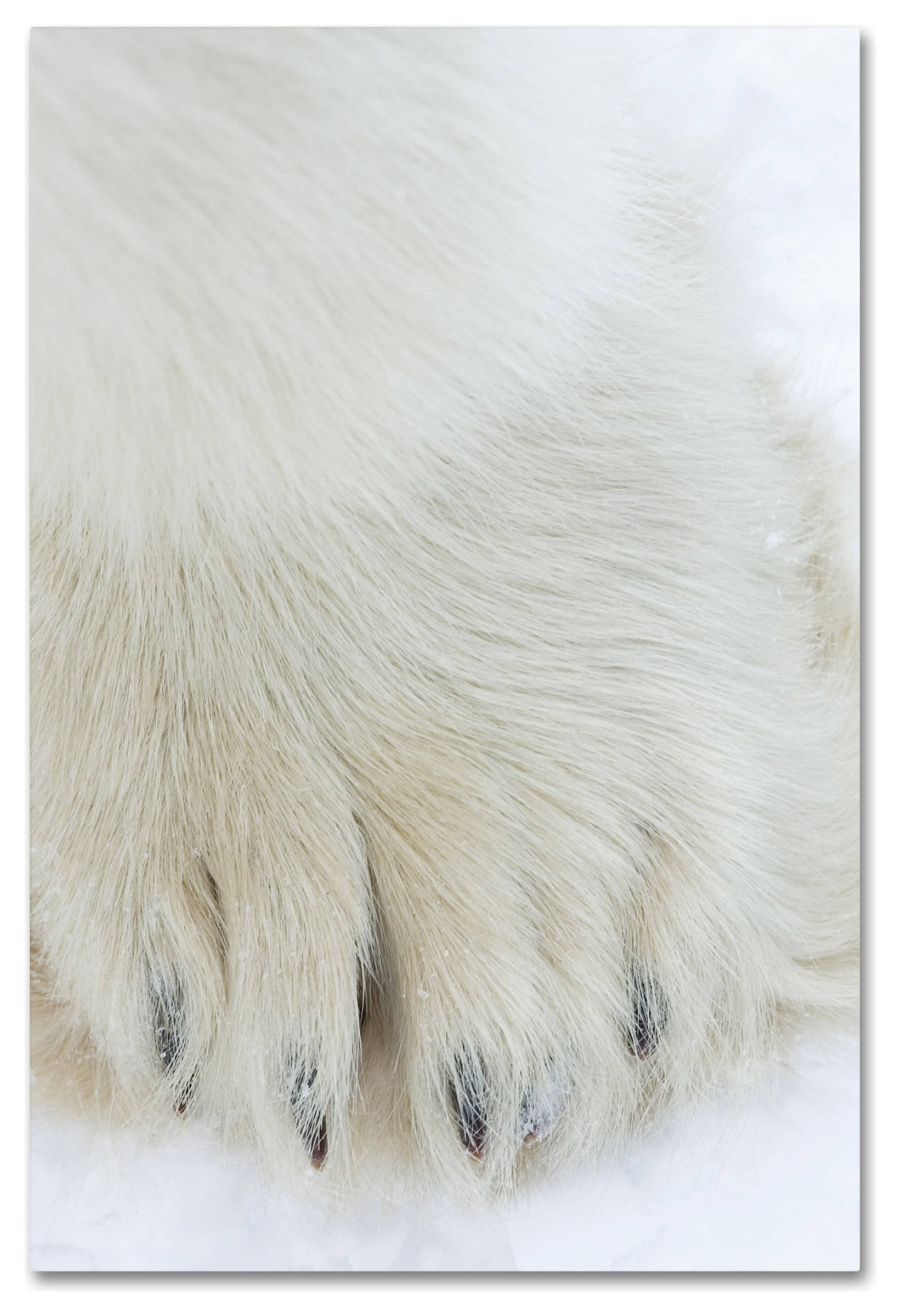 "Polar Bears" by Robert Harding Picture Library, Canvas Art, 12"x19 ...