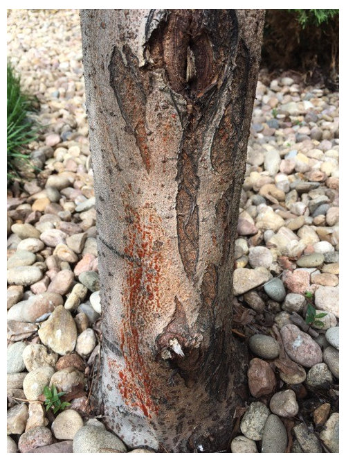 Are my Japanese Maples Dead?