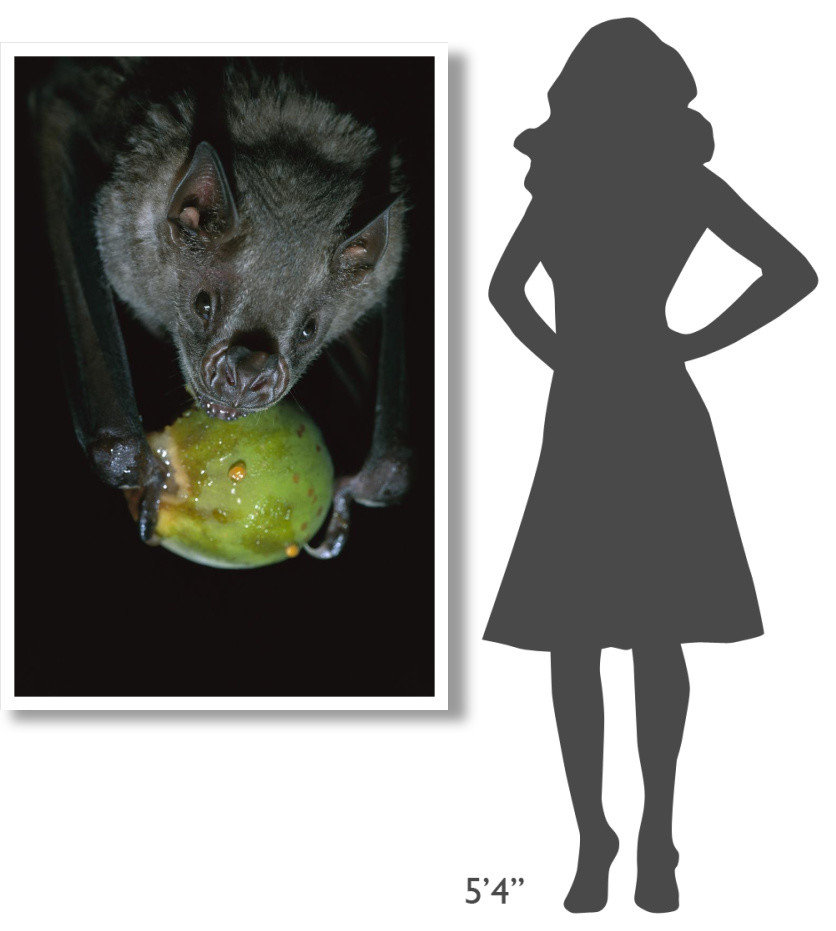 White-Throated Round-Eared Bat Eating A Fig, Barro Colorado Island ...