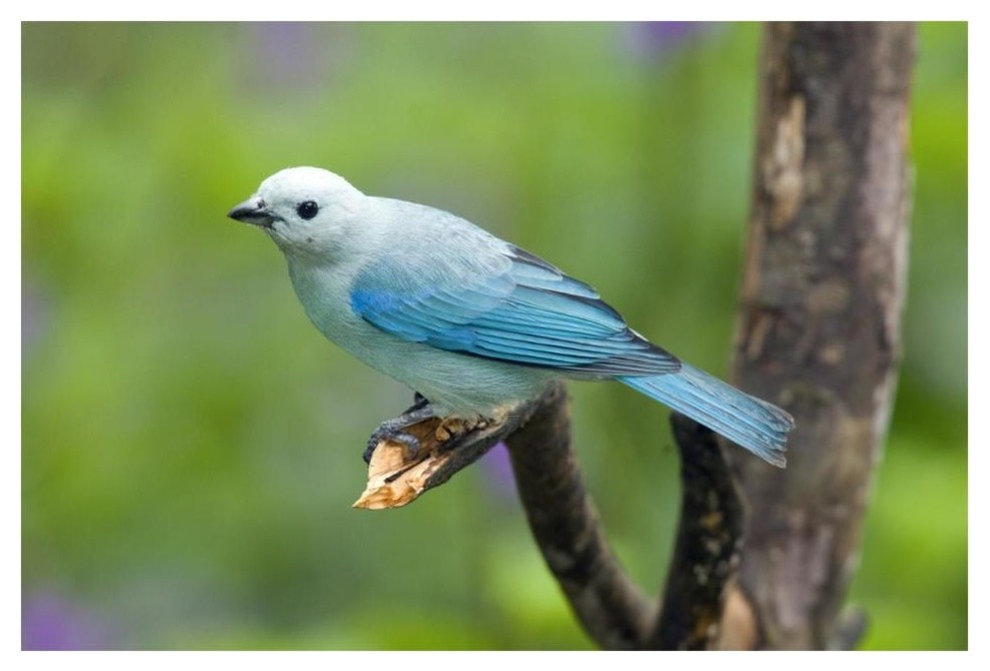 "Blue-gray Tanager male, Costa Rica" Paper Print by Steve Gettle, 20 ...
