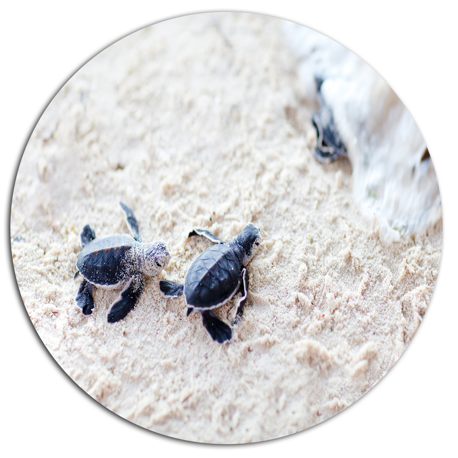 Baby Green Turtles On Sand, Animal Disc Metal Artwork, Disc of 23 inch ...