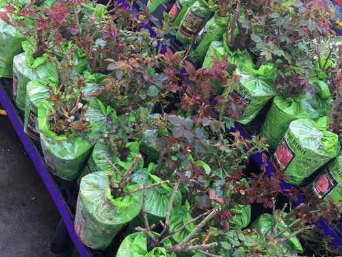 Walmart roses a lot better