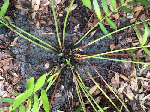 Cardboard Palm transplant HELP??