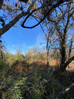 River Birch or Quaking Aspen