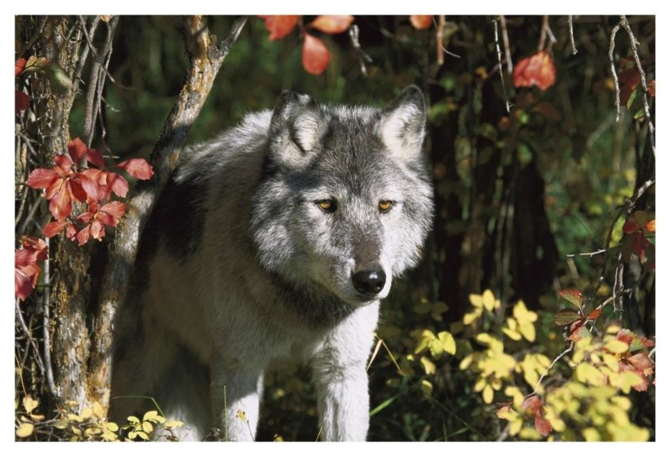 "Timber Wolf portrait, Teton Valley, Idaho" Paper Art, 20"x14", 26"x18 ...