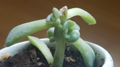 Separating succulent pups