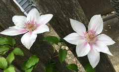 2019 Clem flower show