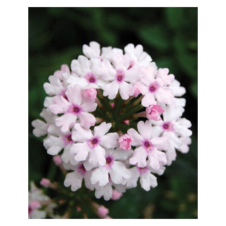 ‘Princess Blush’ Verbena Verbena hybrid 'Princess Blush' PP#11911 ...
