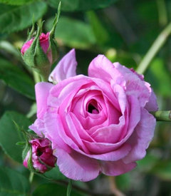 Identifying old style roses