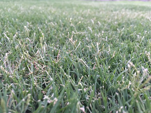 Bermudagrass Seed Head