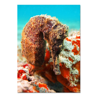 Ready2hangart Christopher Doherty Photography 'Seahorse' Canvas Wall ...