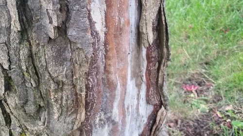 Bark splitting photos