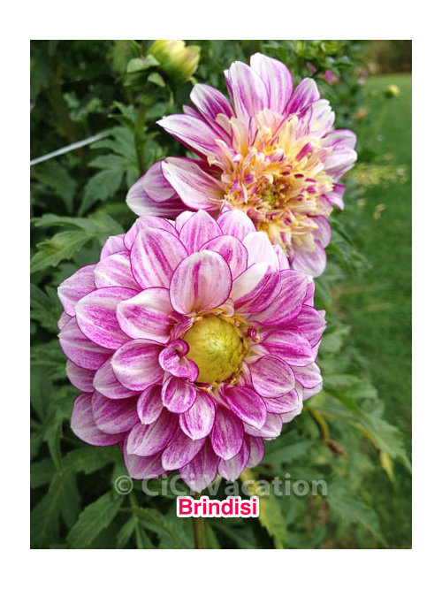 Open-Centered Dahlia Images