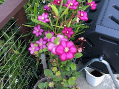 2019 Clem flower show