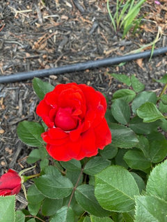 Canadian Shield Rose
