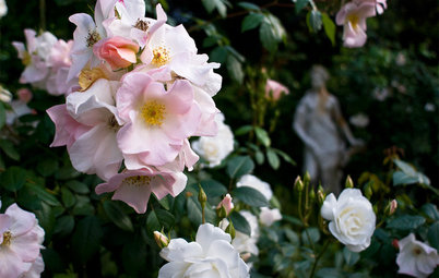 Long blooming climbing rose