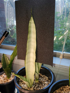 Is this a Silver Queen, Moonshine, Silver Sword...? | Houzz Forum