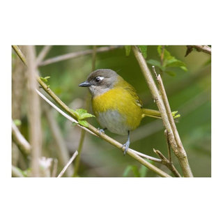 "Common Bush-Tanager, Costa Rica" Digital Paper Print by Steve Gettle ...