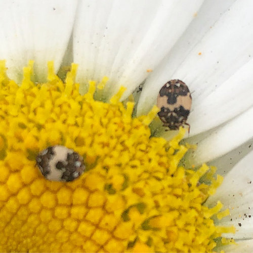 Buggy Shasta Daisy