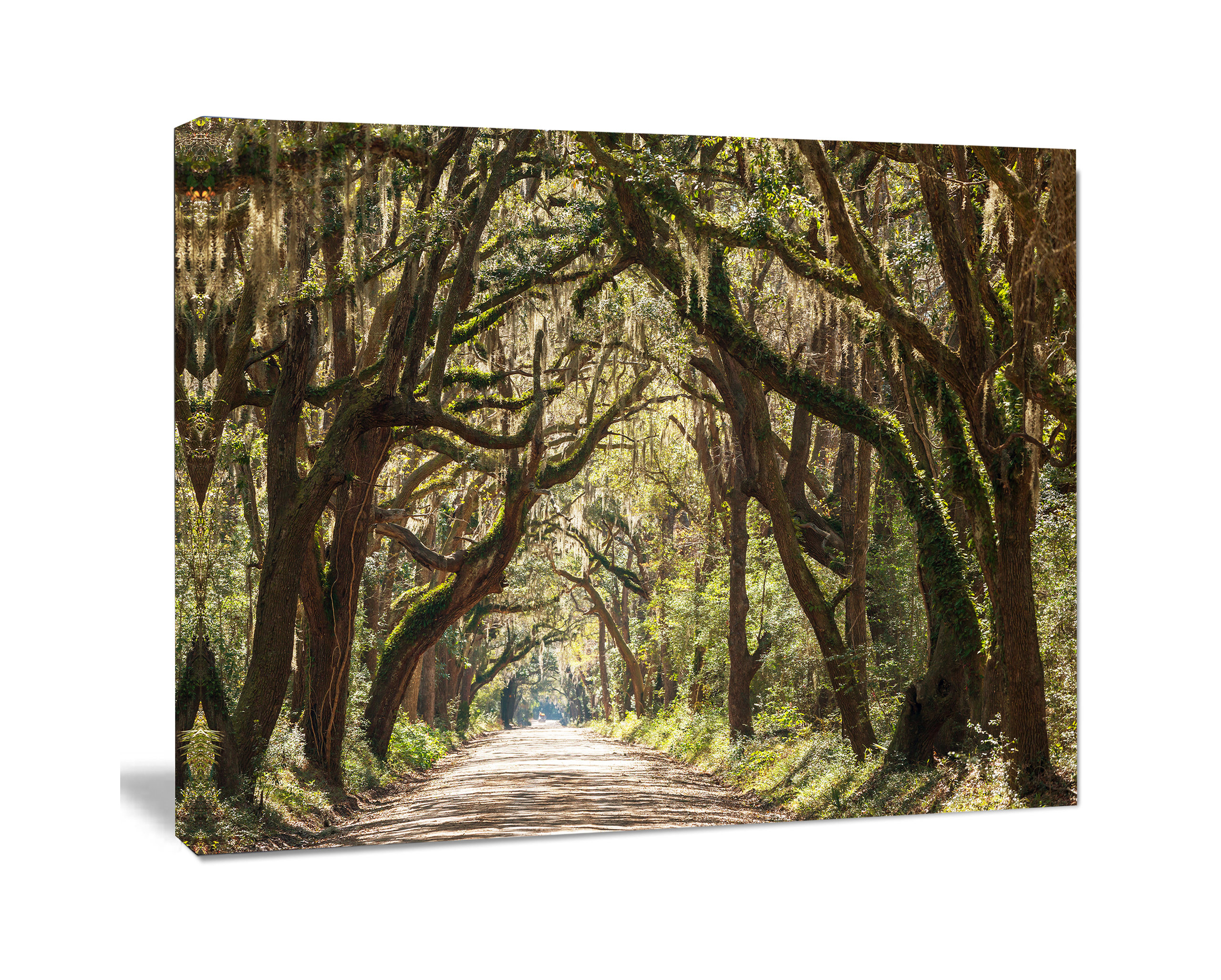 Trees Tunnel in Botany Bay, Landscape Wall Art on Canvas, 40"x30"x1.5 ...