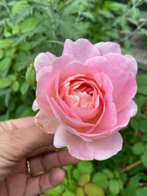 Roses in my garden 2025