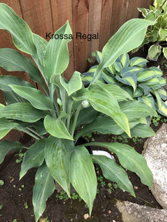 Hosta K 2019 .....