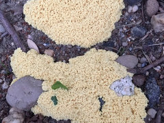 Help! What is this gross yellow foamy/spongy stuff?