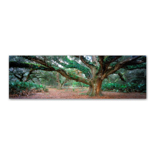 Doug Cavanah 'Branching Out' Canvas Art, 10"x32" - Contemporary ...